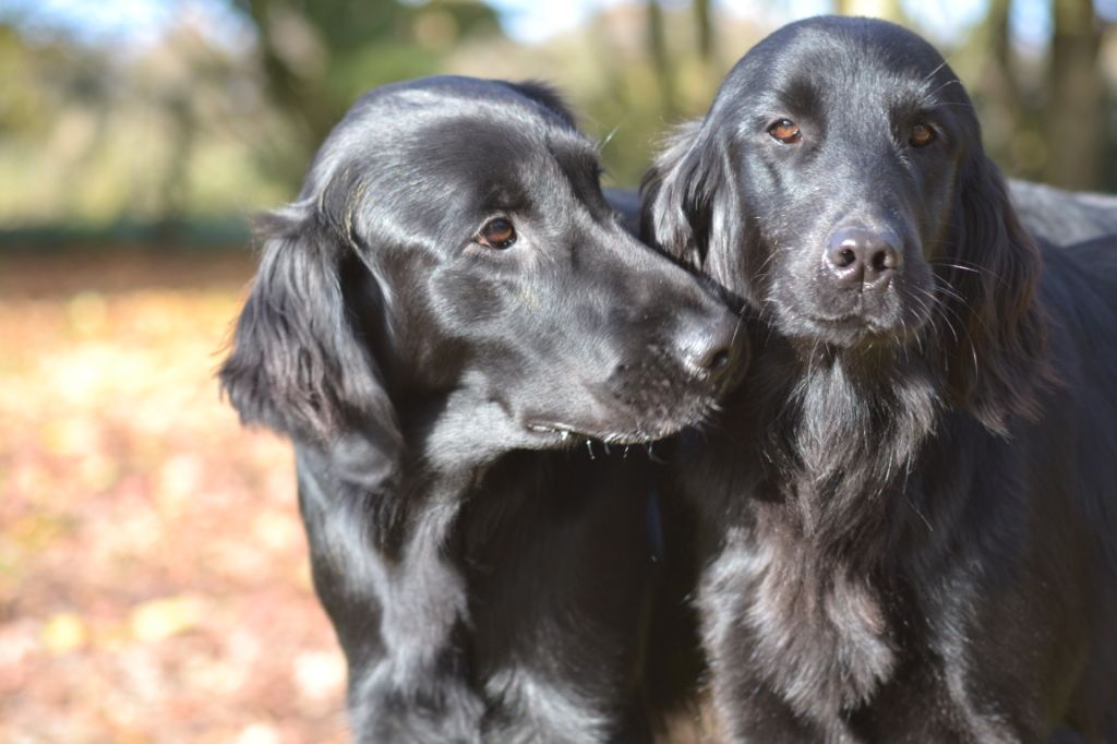 Accueil - Elevage De Plume Et De Laine - eleveur de chiens Flat Coated ...